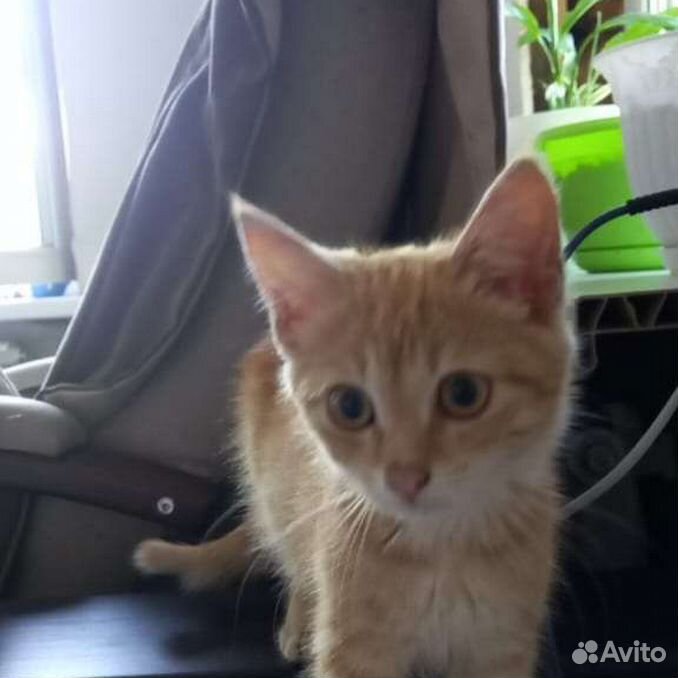 Очаровательный рыжий котенок мальчик