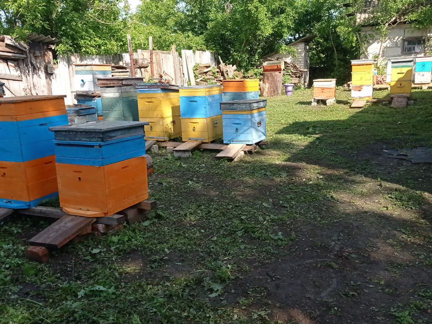 Прийму в дар пчёл корпуса рамки Пчеловдческий ин