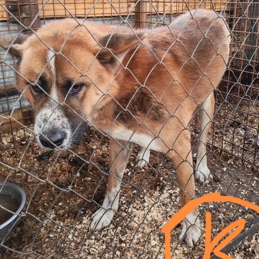 Взрослая собака в добрые руки