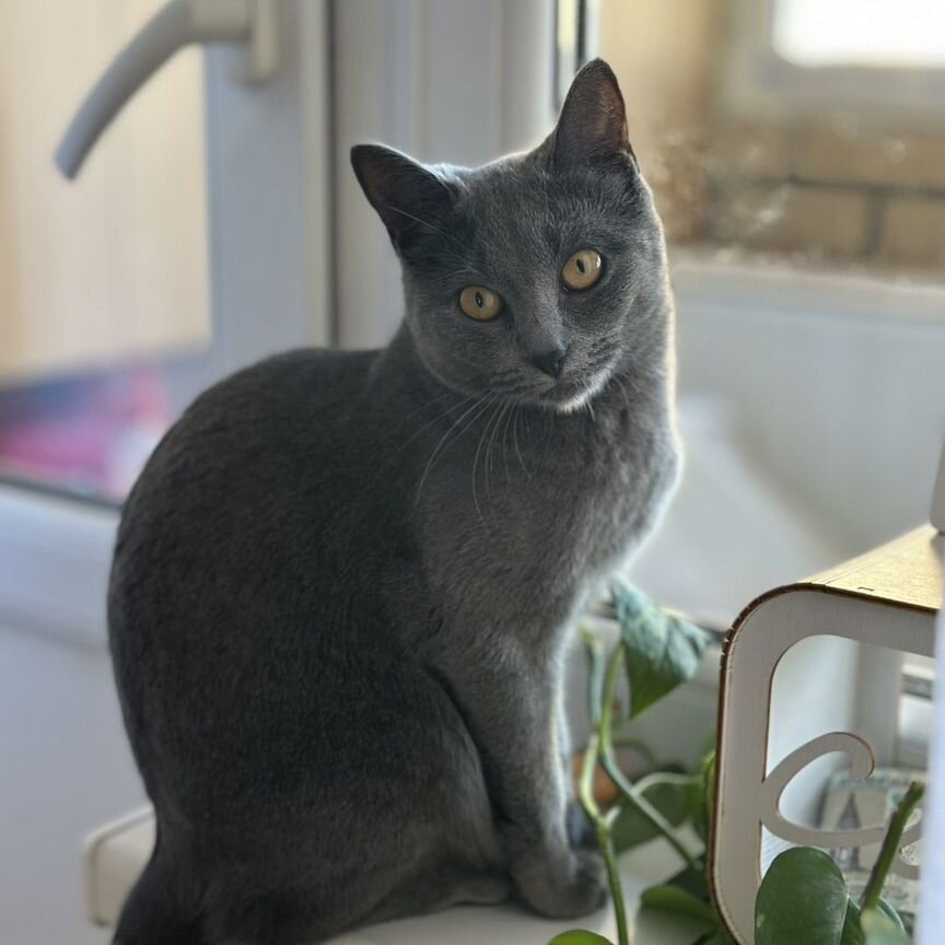 Британская кошка