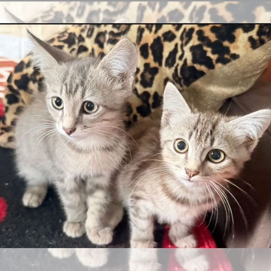 Британский длинношёрстный котёнок