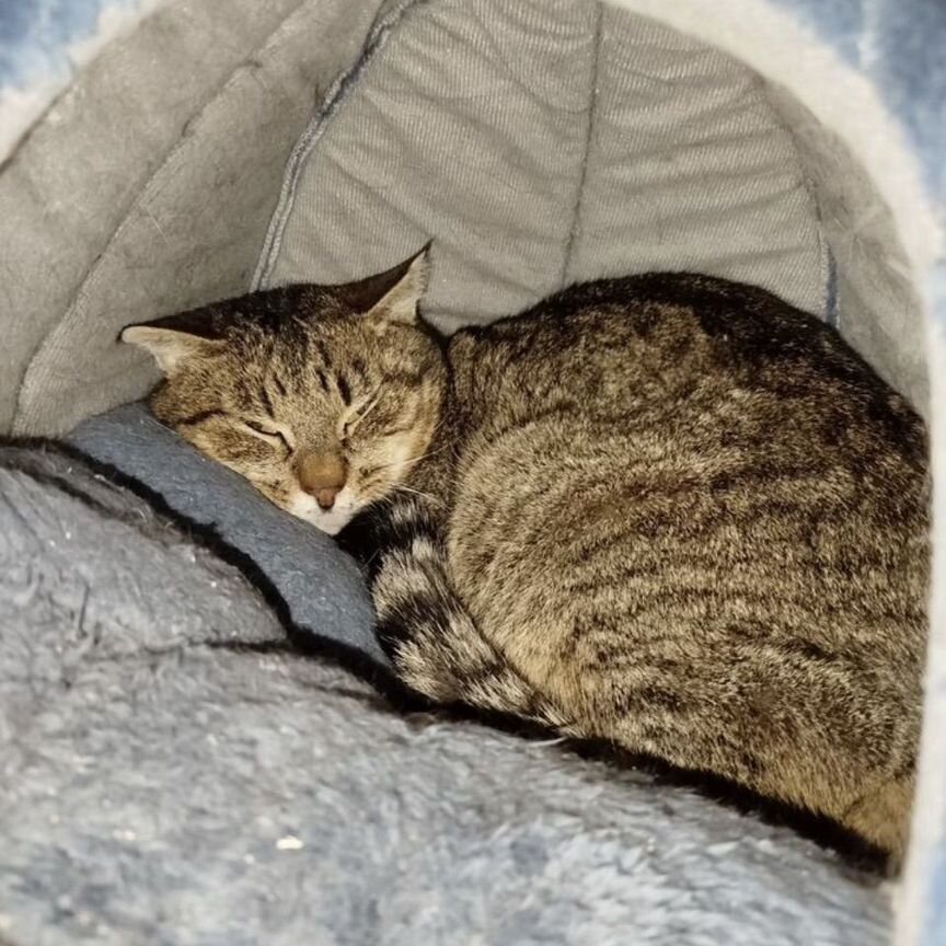 Котик трёхлапый в добрые руки