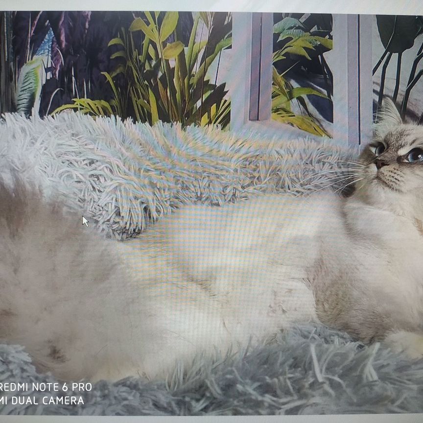 Невская маскарадная кошечка