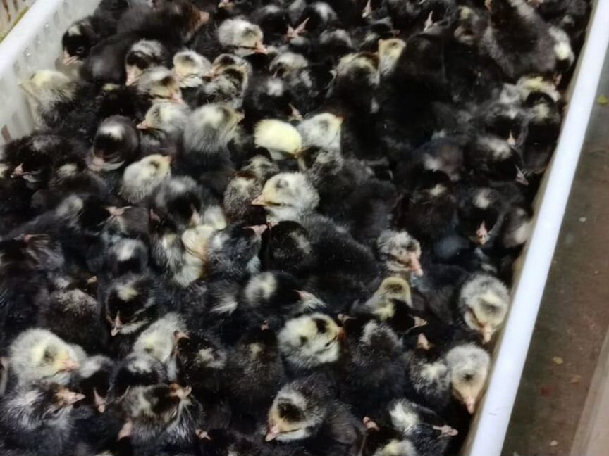 Петушок Доминант