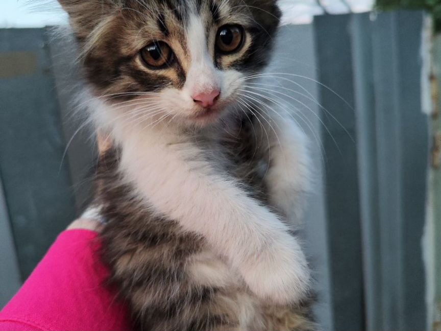 Котенок в добрые руки