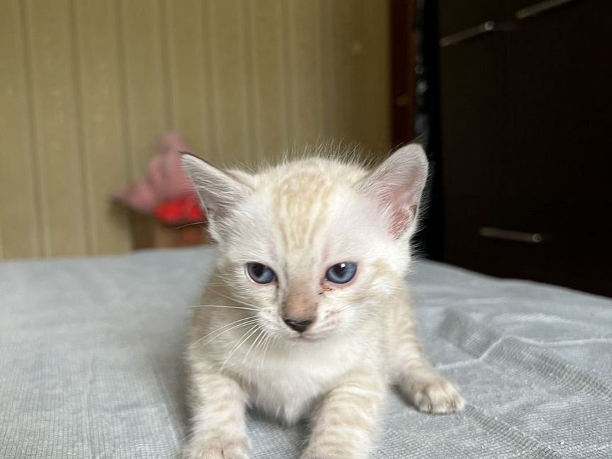 Бенгальская кошка