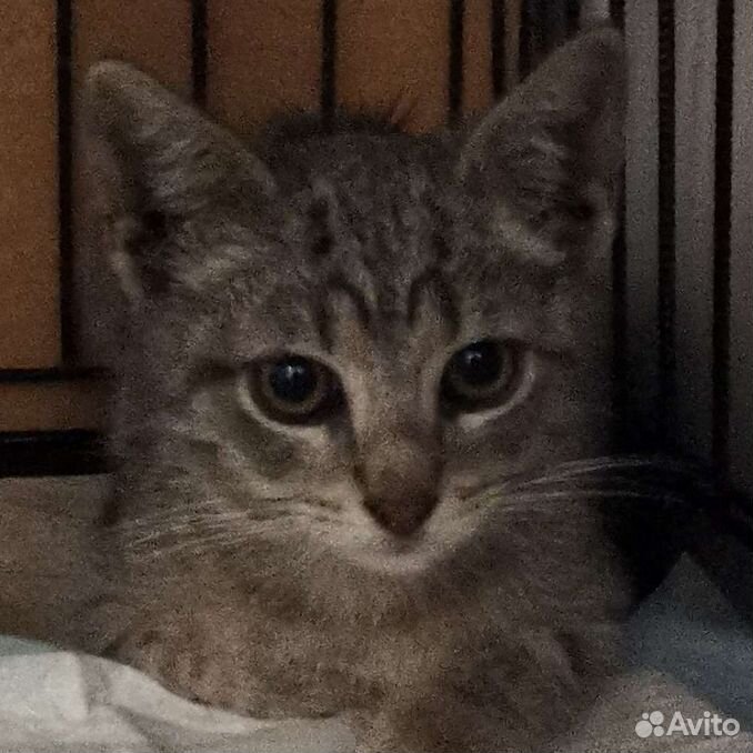 Маленький Гога ищет семью