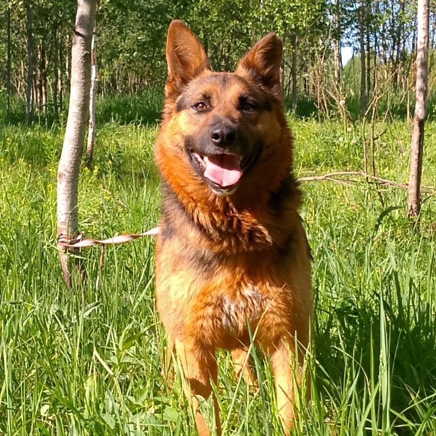 В добрые руки