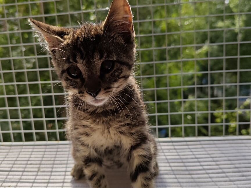 Котенок, в добрые руки, бесплатно
