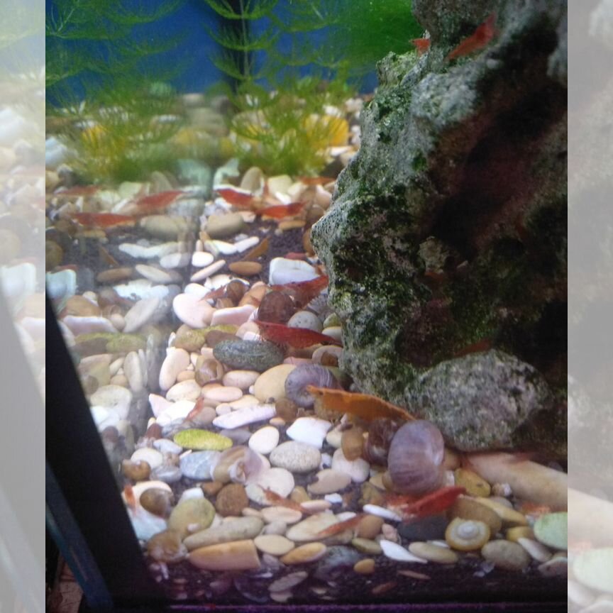 Креветки вишня