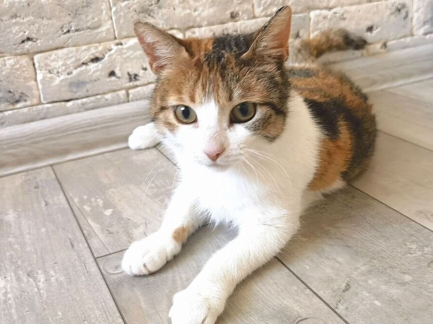 Добрая малышка в добрые руки