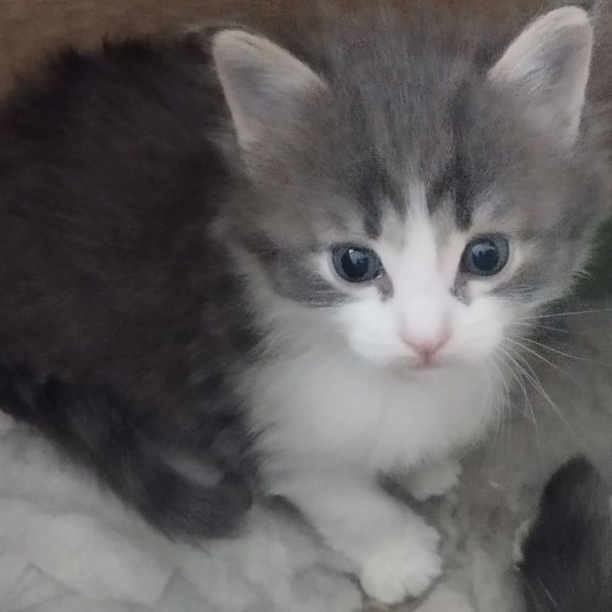 Котёнок в добрые руки