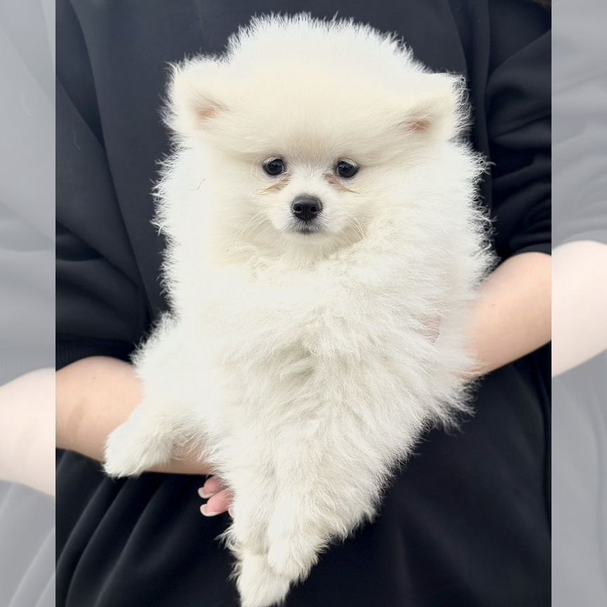 Померанский шпиц