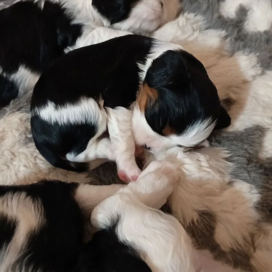 Продам щенков кавалер Кинг Чарльз, триколор