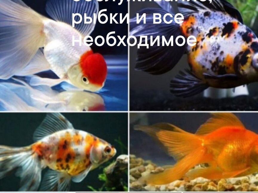 Рыбки и аквариумистика