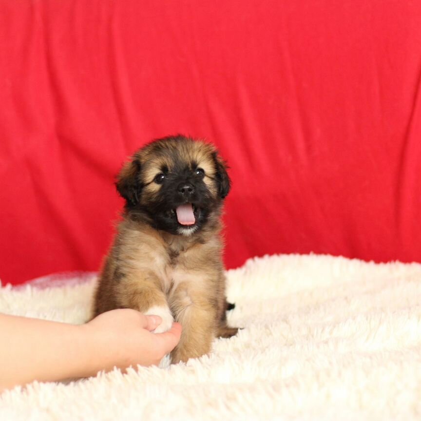 Восхитительный пушистик-щенок Гоша, в дар