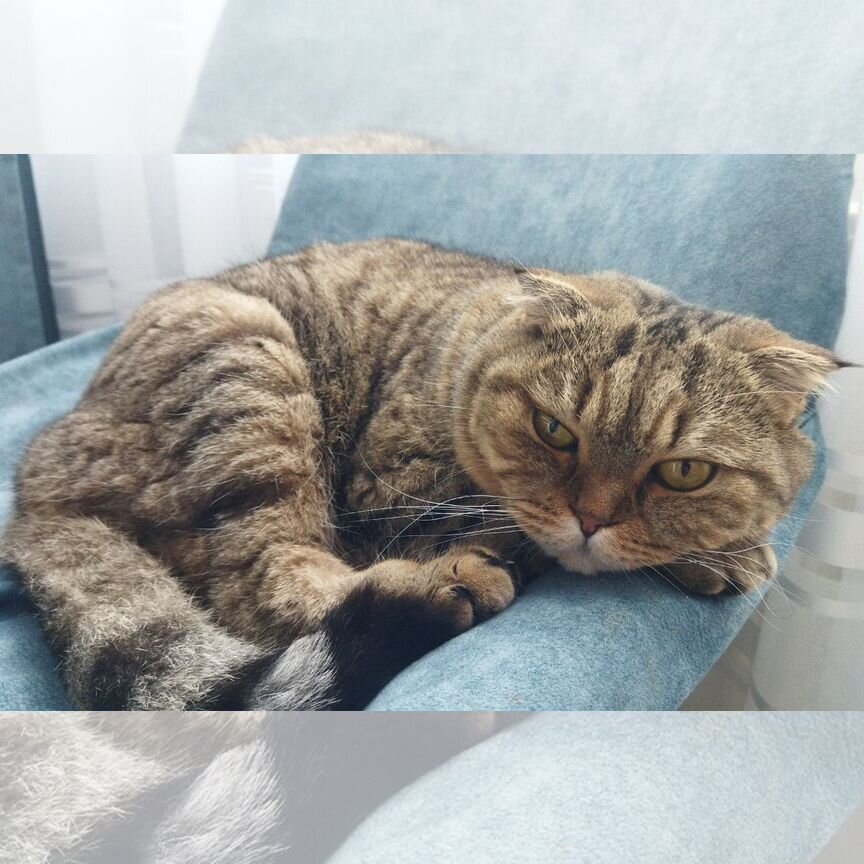 Шотландский вислоухий кот