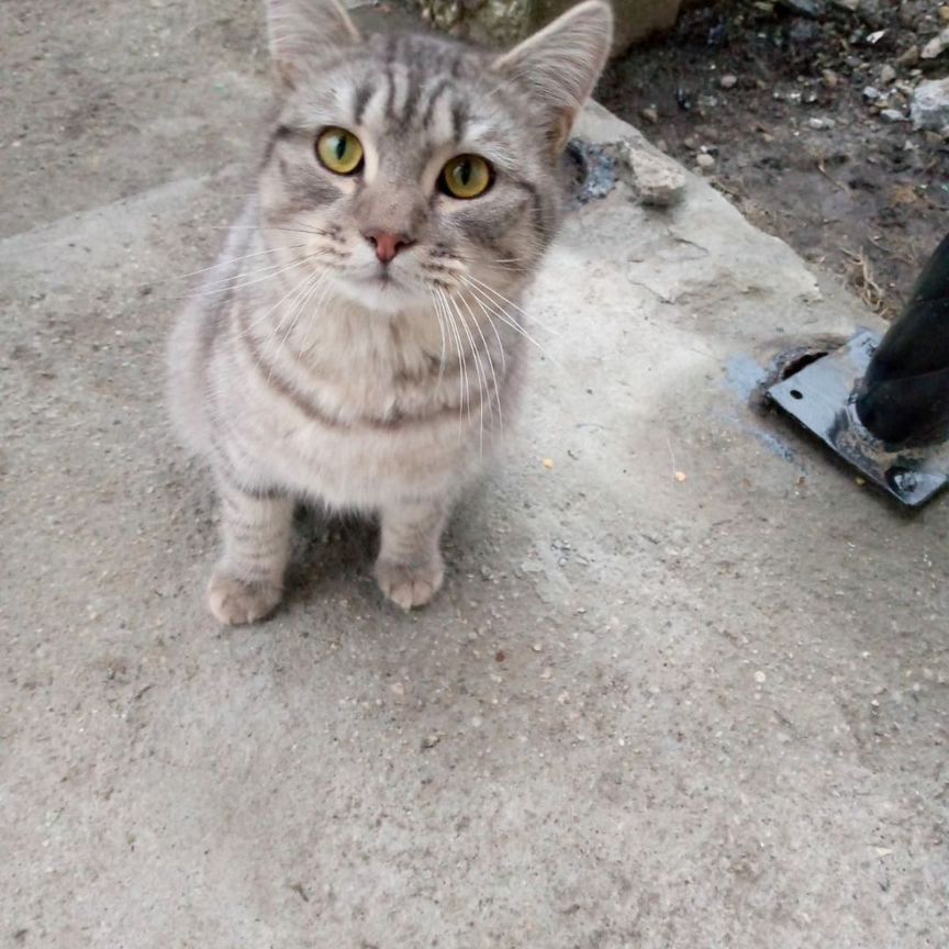 Котик ласкуша 1 год