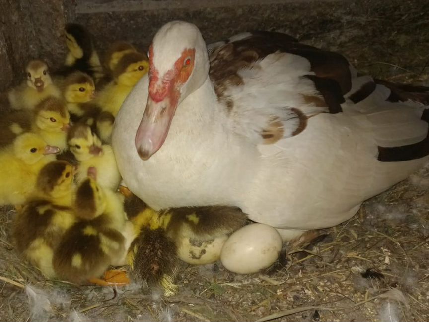 Индоутята суточные