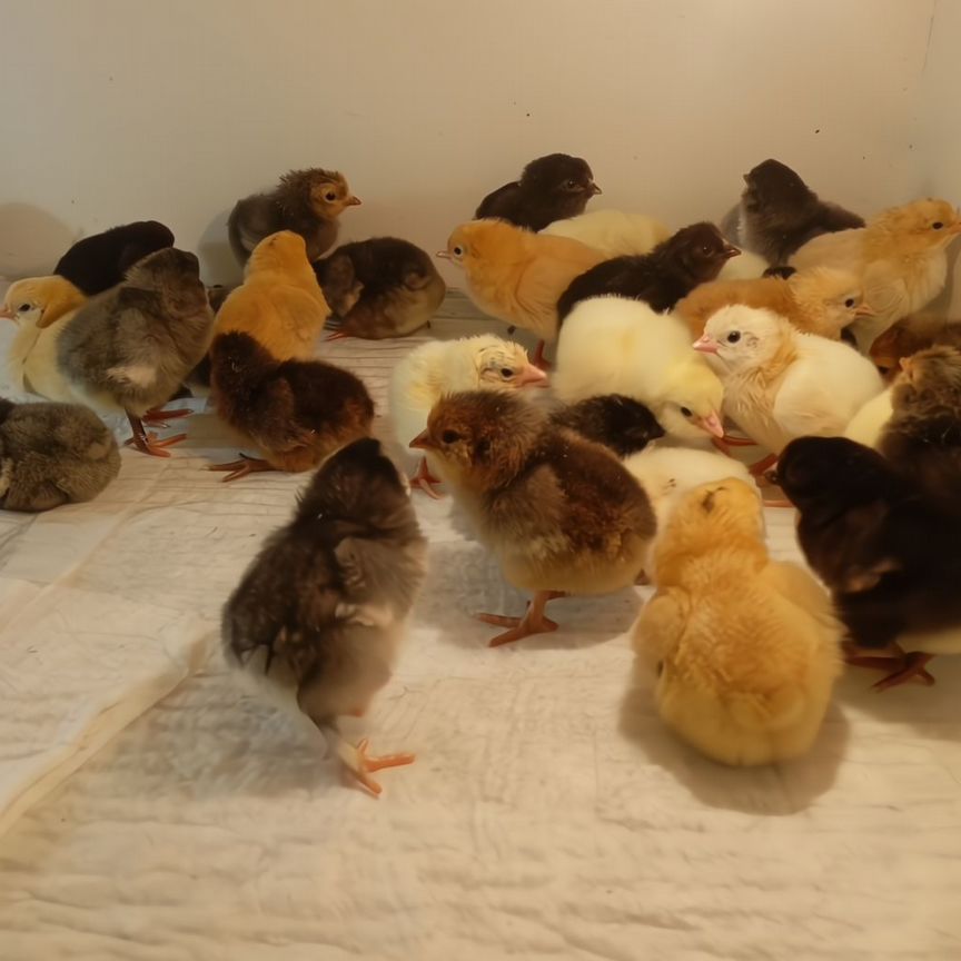 Цыпленок домашней несушки