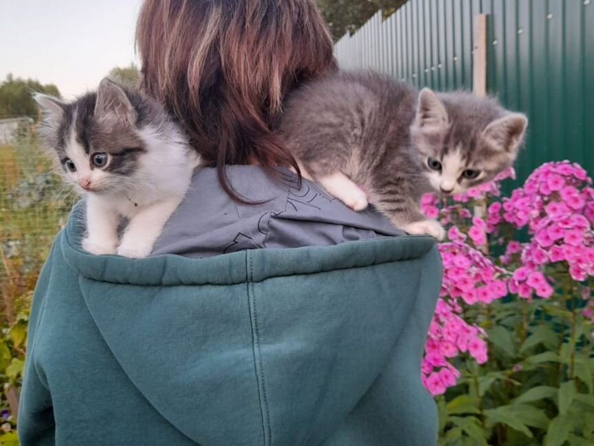 Кошка в дар