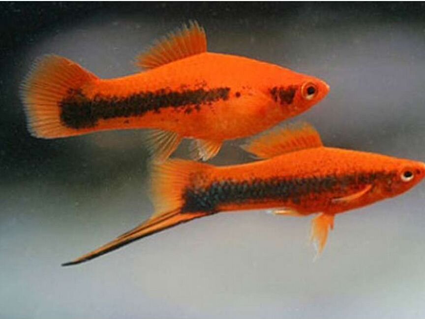 Аквариумные рыбки Меченосцы кубинские и красные