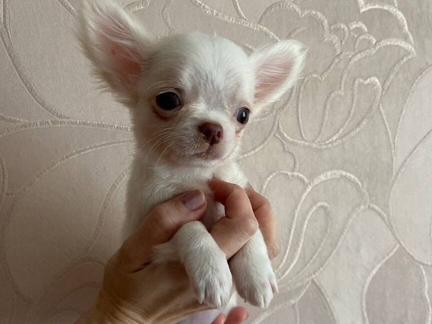 Чихуахуа мальчик красавчик
