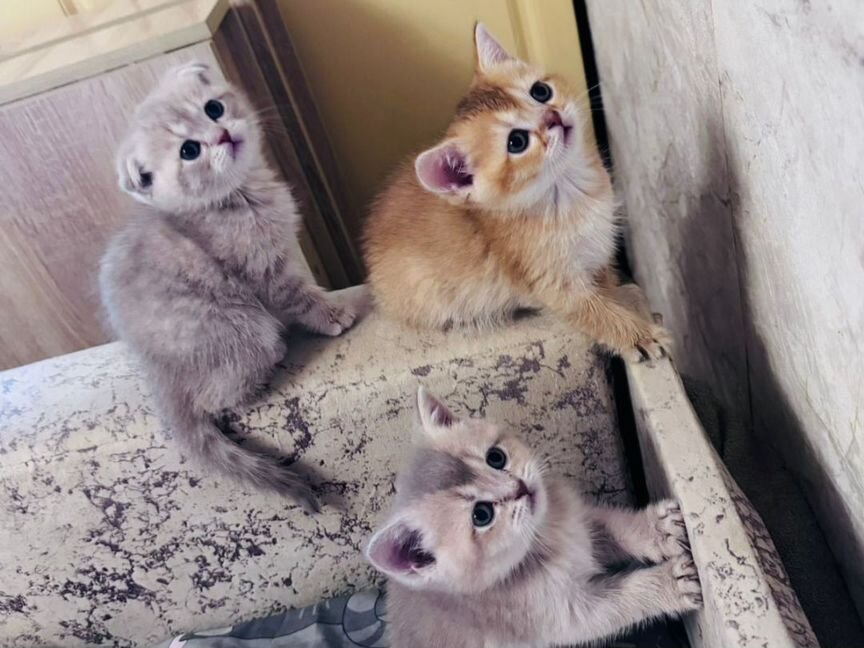 Очаровашки