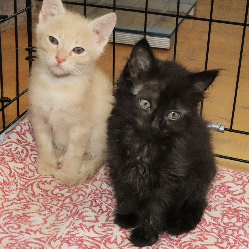 Котёнок в добрые руки