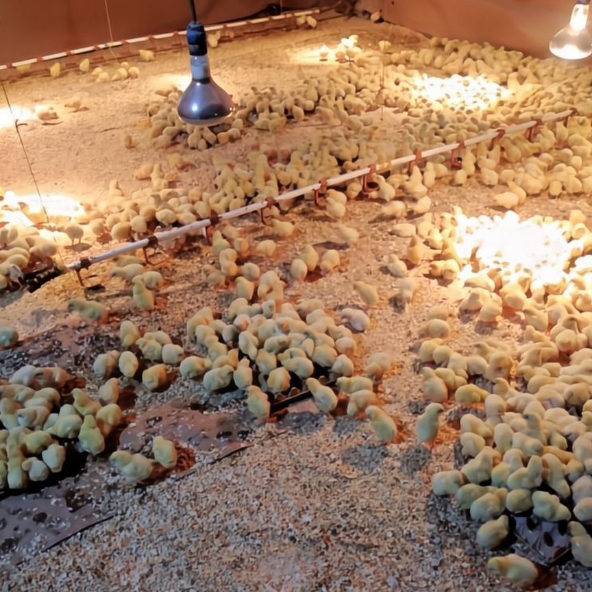 Цыплята бройлеры росс 308 суточные
