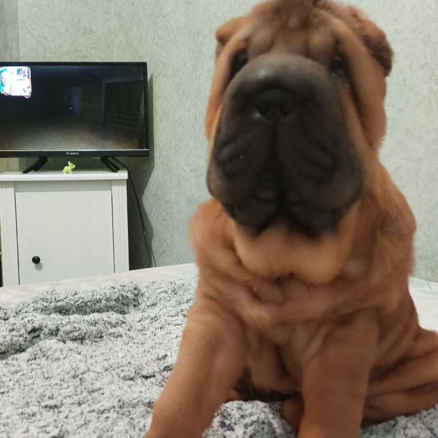Шарпей