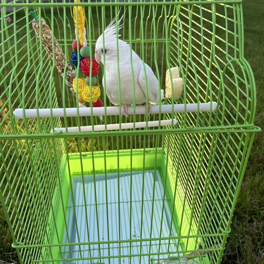 Попугай карелла белый альбинос