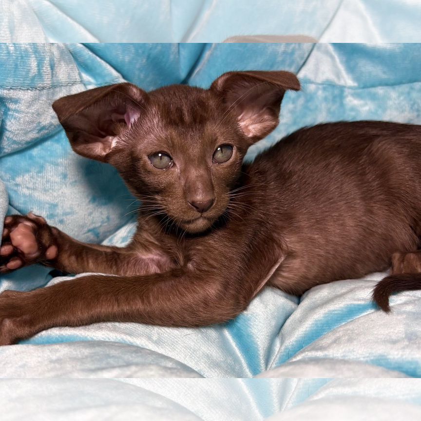 Ориентальный котёнок