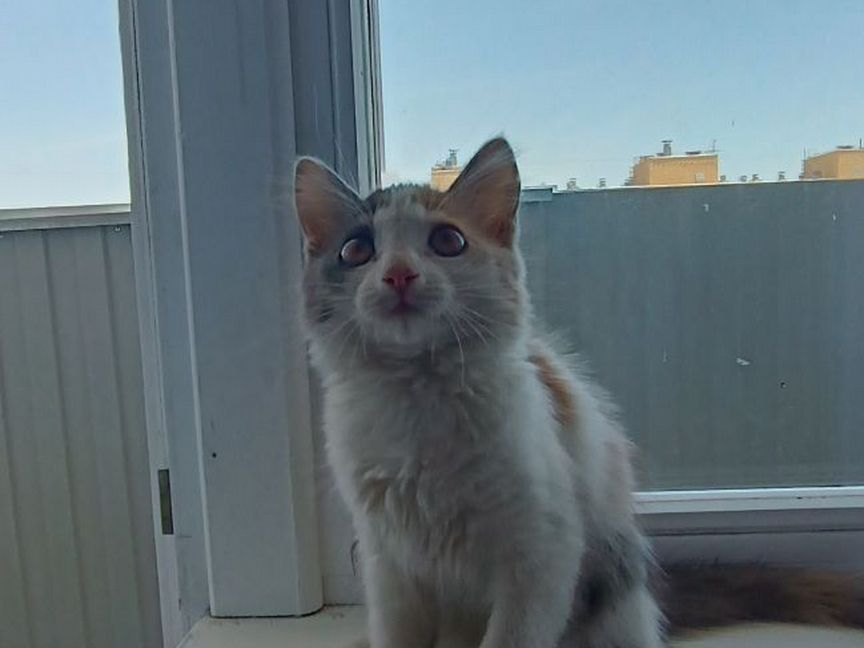 Кошка в дар