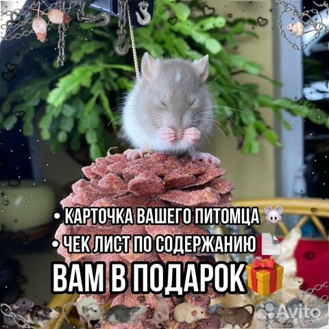 Дамбо крысы, крысята, крыса. Питомник