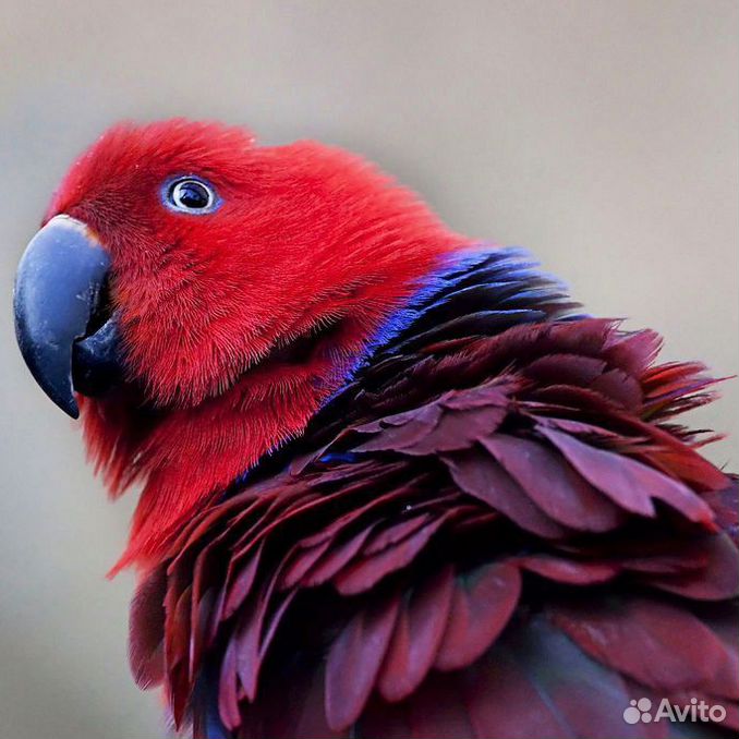 Эклектус (самка)