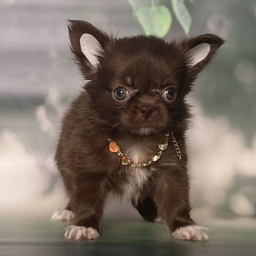 Шоколадная королева