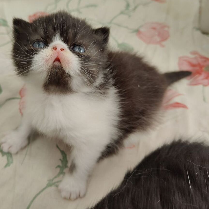 Экзотический короткошёрстный котёнок