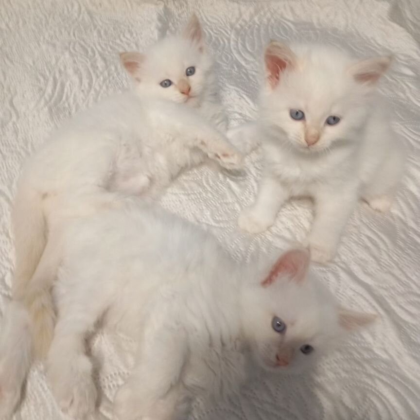 Невские маскарадные котята