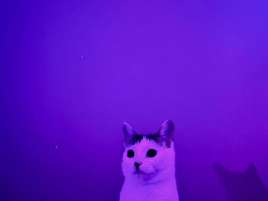 Кошка в добрые руки и теплый дом