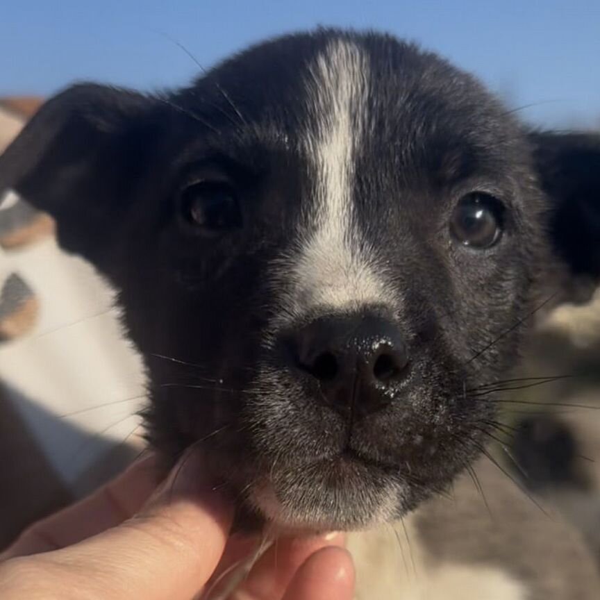 Американский стаффордширский терьер, щенок