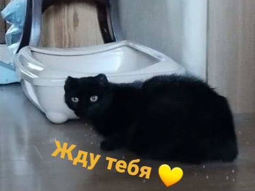 Маленькая кошка в добрые руки