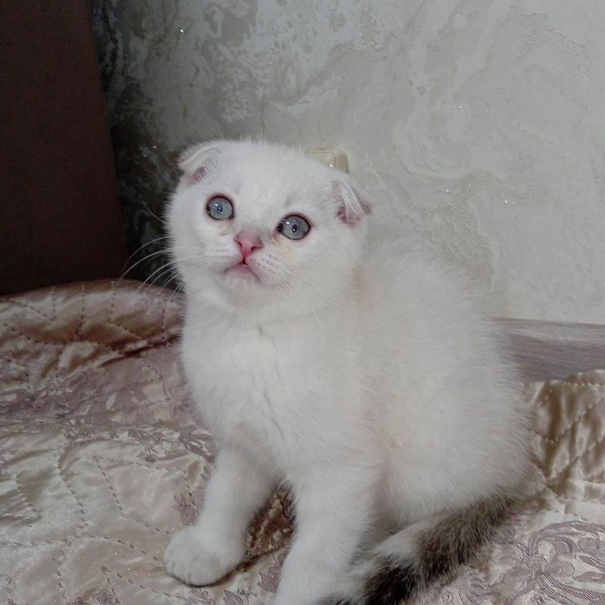 Шотландский кот