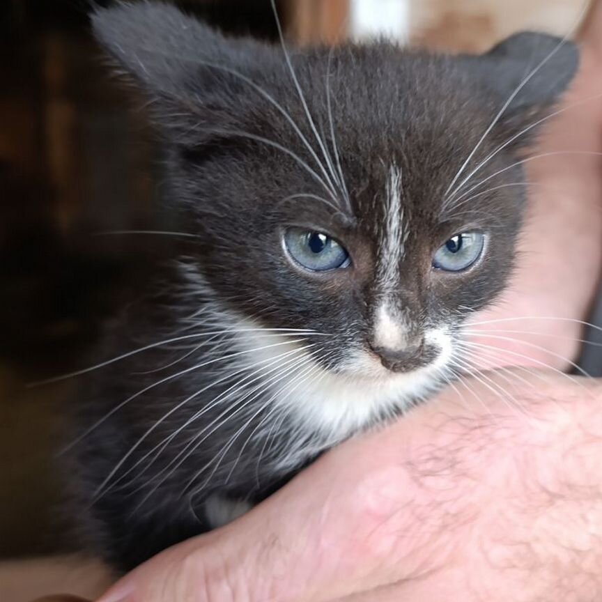 Котёнок