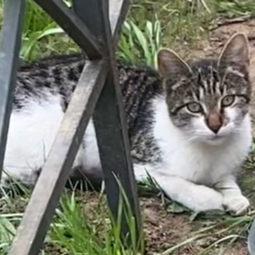 Котёнок в добрые руки