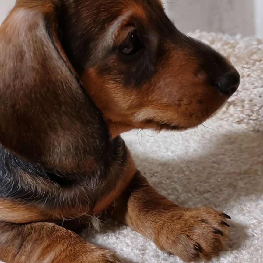 Карликовая такса, щенок