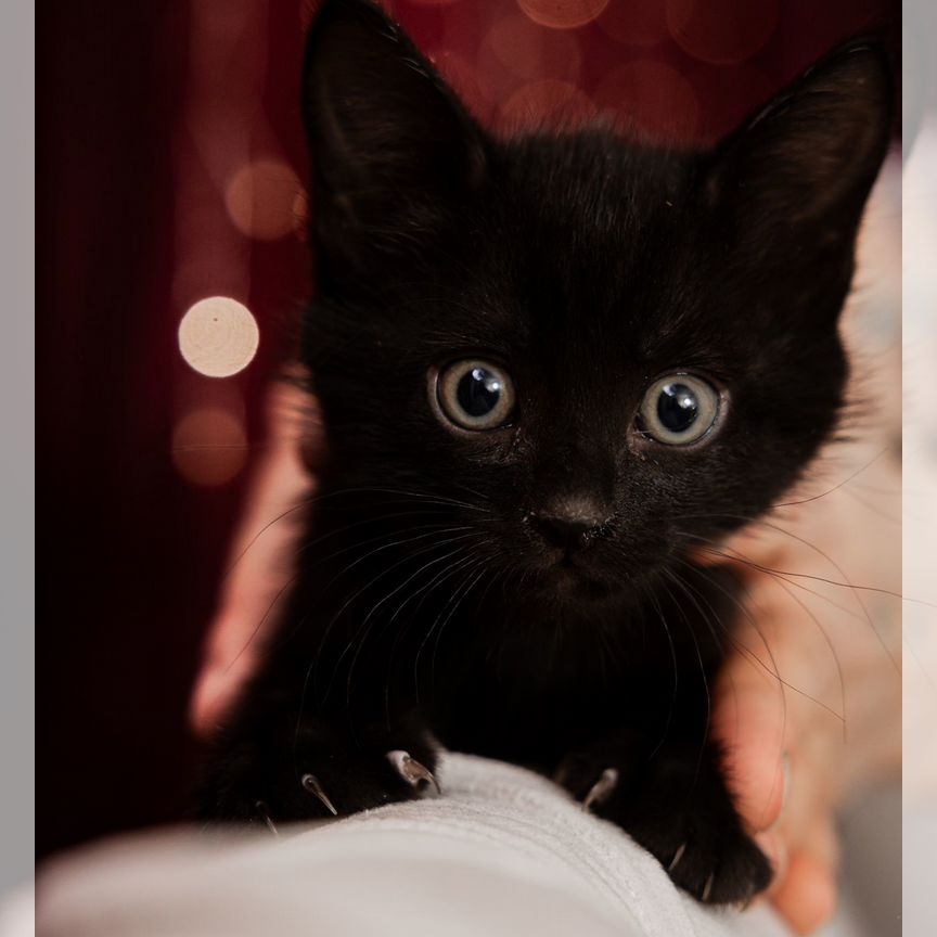 Котёнок от частного владельца