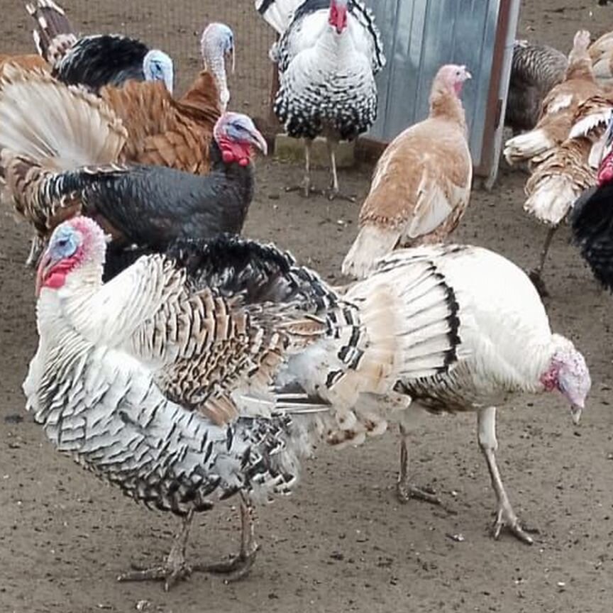 Индюки домашние