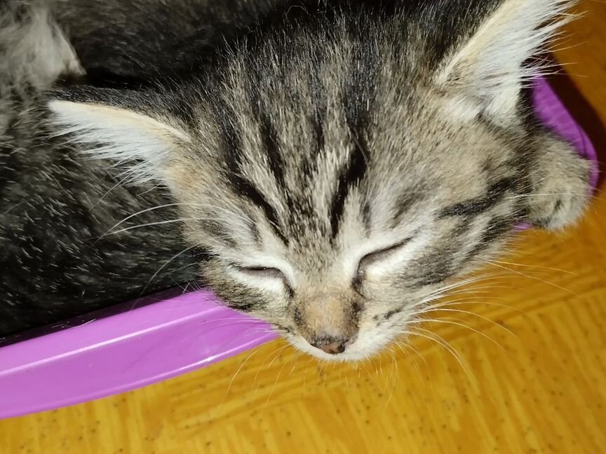 Котята в заботливые руки