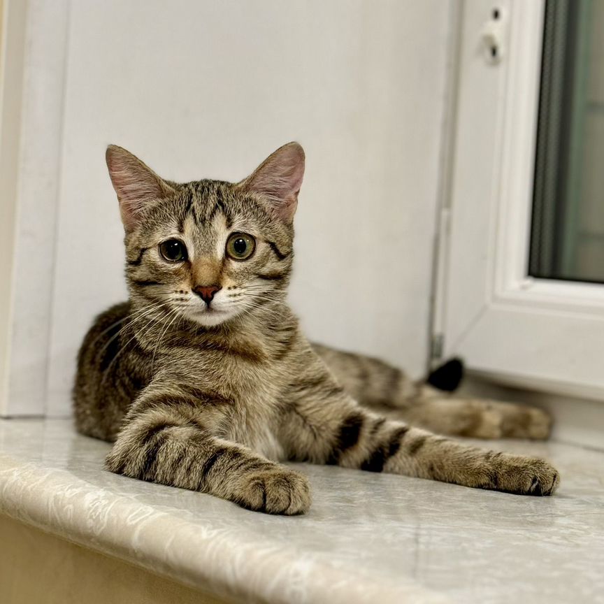Котенок 4-5 месяцев